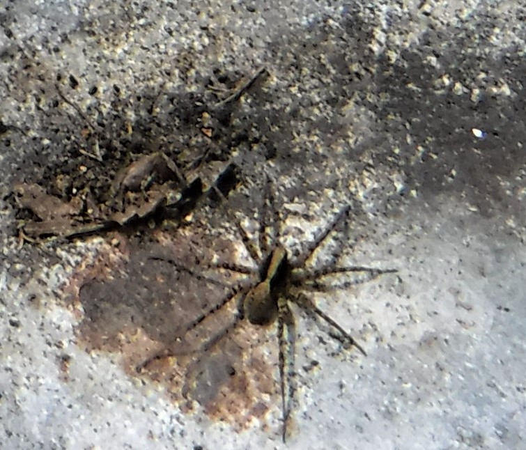 Nature Notes April 2020 | Little Barton Farm Wildlife Notes | News| KFC