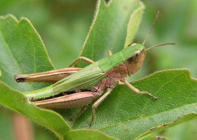 Grasshoppers in genus Chorthippus | Orthoptera Recording | Projects| KFC