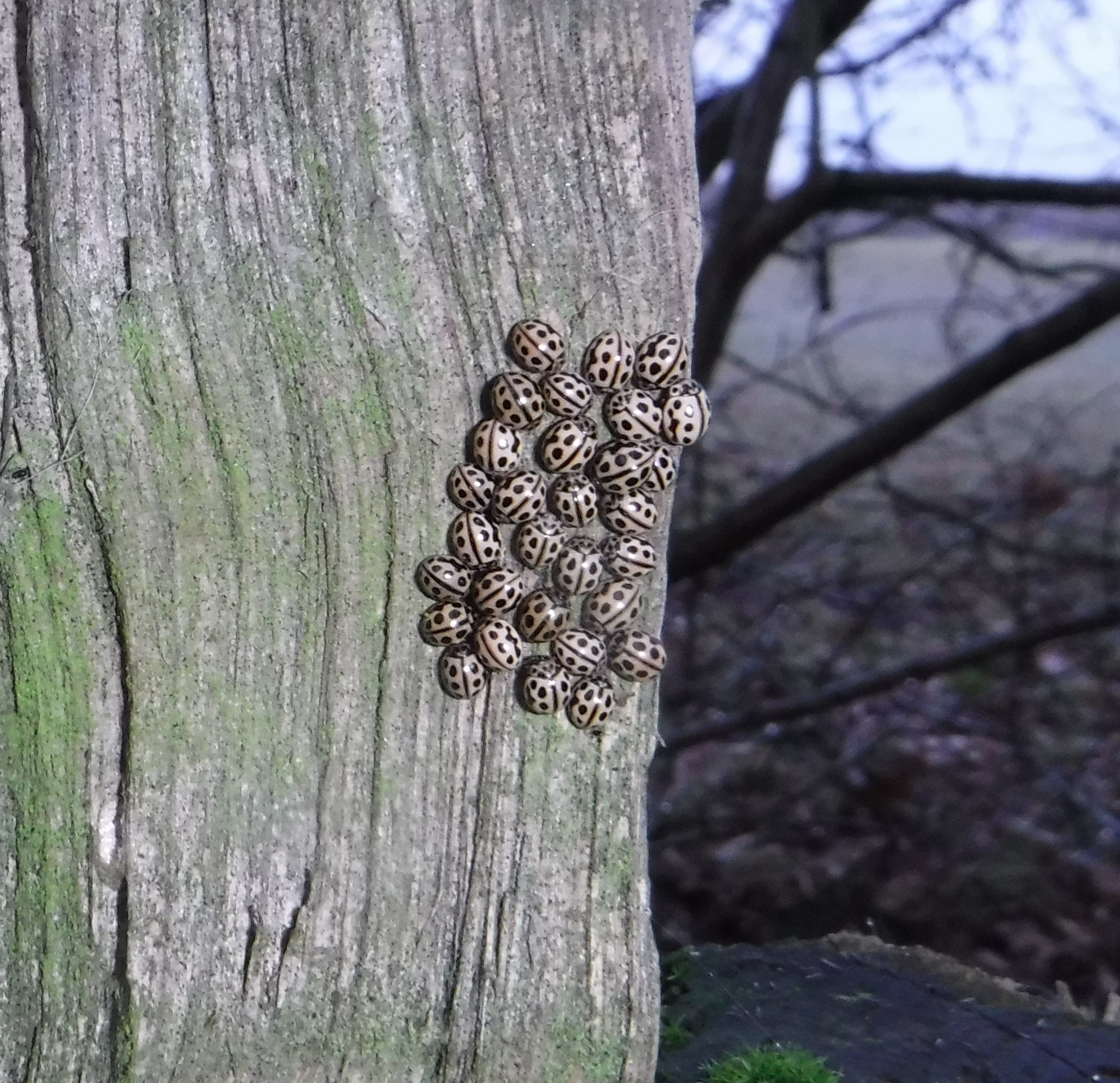 Nature Notes December 2019 | Little Barton Farm Wildlife Notes | News| KFC