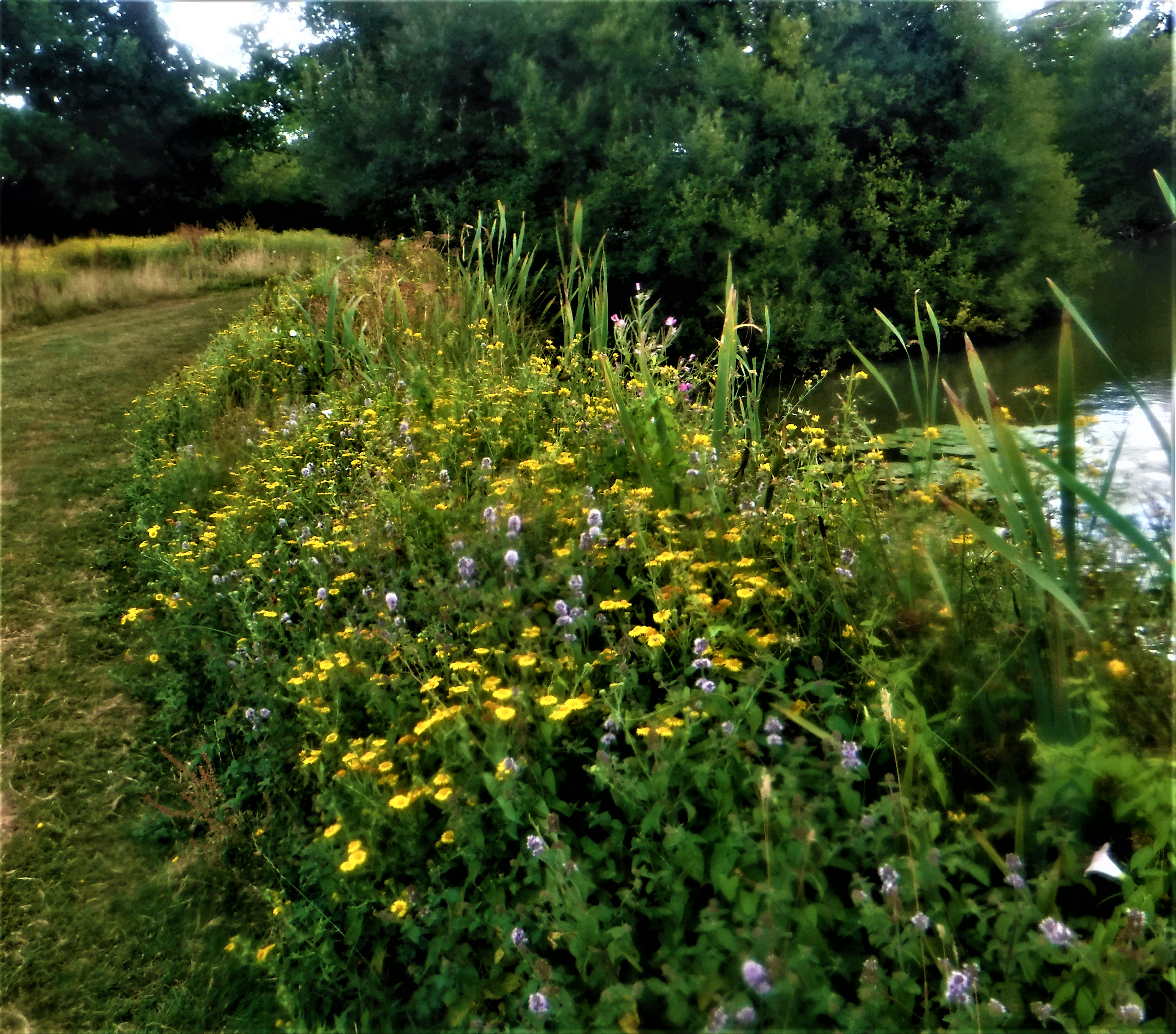 Nature Notes July 2022 | Little Barton Farm Wildlife Notes | News| KFC