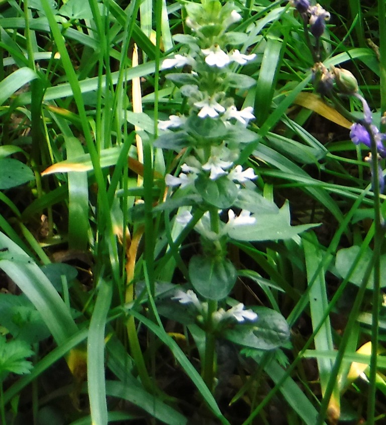 Nature Notes May 2018 | Little Barton Farm Wildlife Notes | News| KFC