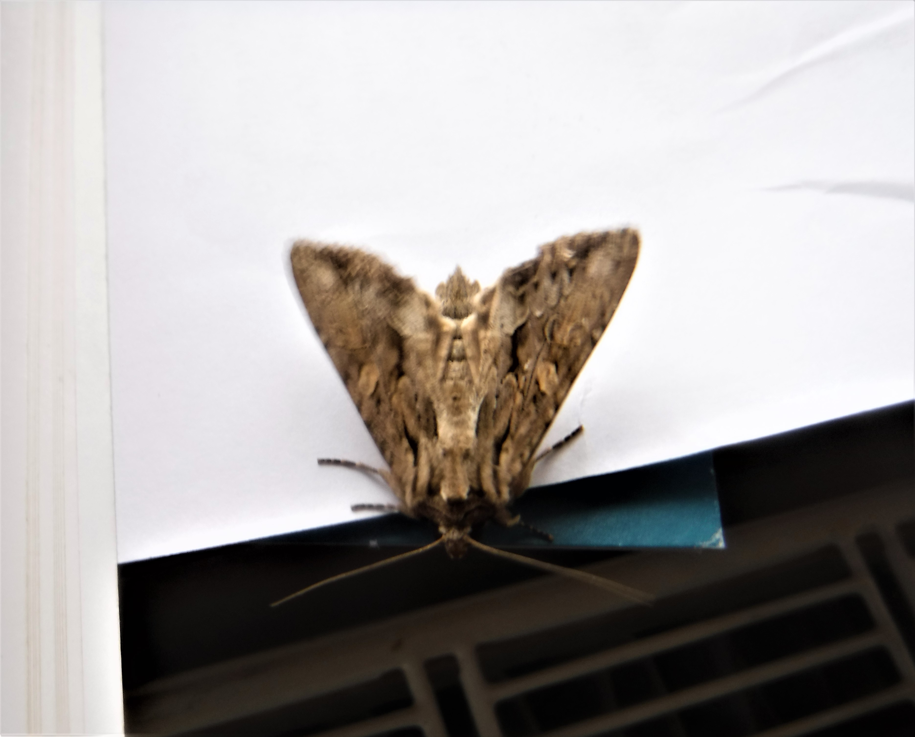 Nature Notes June 2021 | Little Barton Farm Wildlife Notes | News| KFC