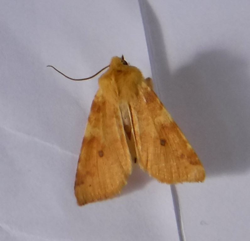 Nature Notes October 2018 | Little Barton Farm Wildlife Notes | News| KFC